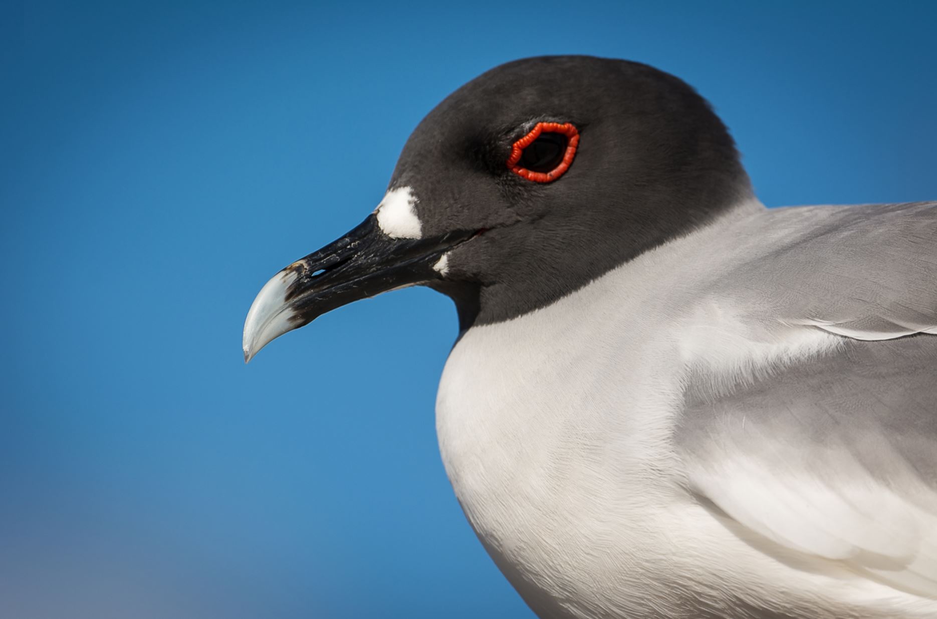 Swallow-Tailed Gull | Galapagos Cruises